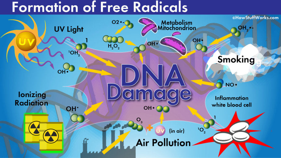 Why we love antoxidants, why free radicals don’t, and why you should c ...